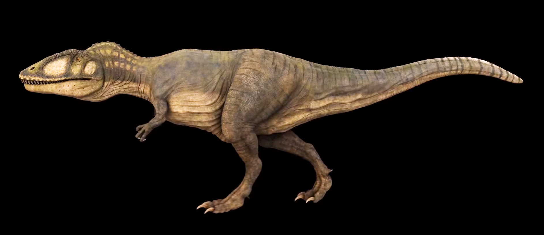 Carcharodontosaurus – Owie's Animals